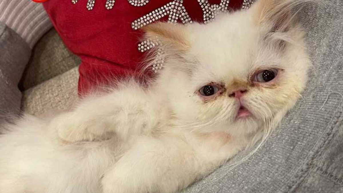 La millonada que le costó este animal exótico a Canelo Álvarez